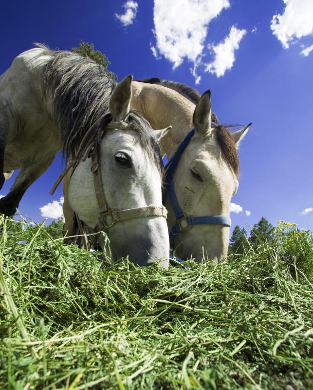 What is a County Fair? (with pictures)